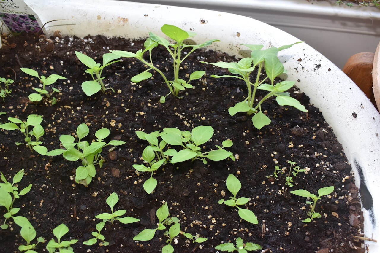 Tulsi (Holy Basil) Tea - Food For Healthy Bones